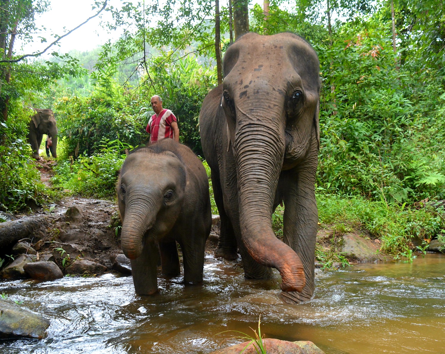 All year photos - Chiangmai Elephant Land Chiangmai Elephant Land