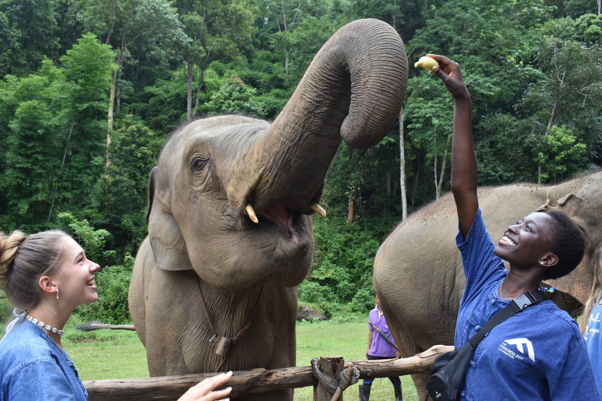 About elephants - Chiangmai Elephant Land Chiangmai Elephant Land