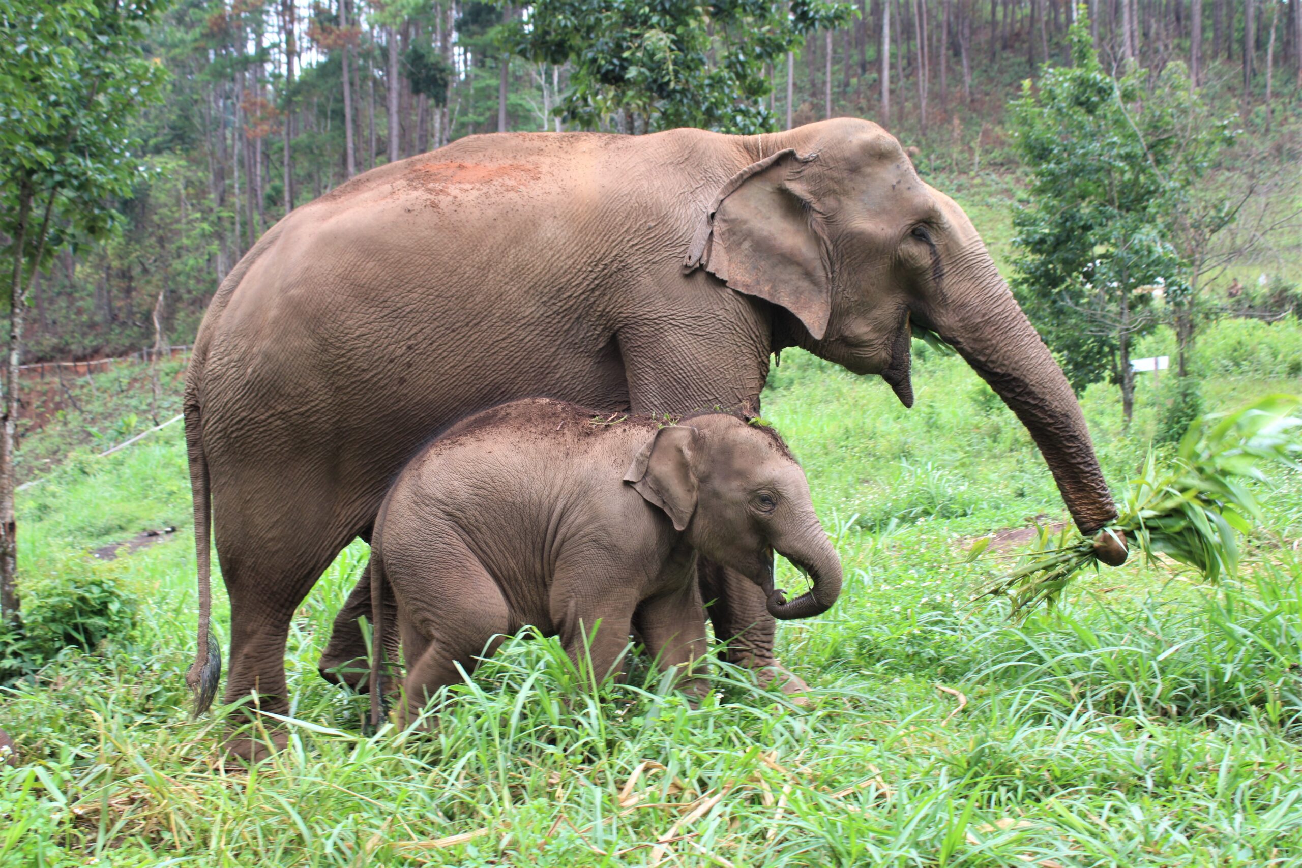 One Day Visit to Elephant Land - Chiangmai Elephant Land Chiangmai ...